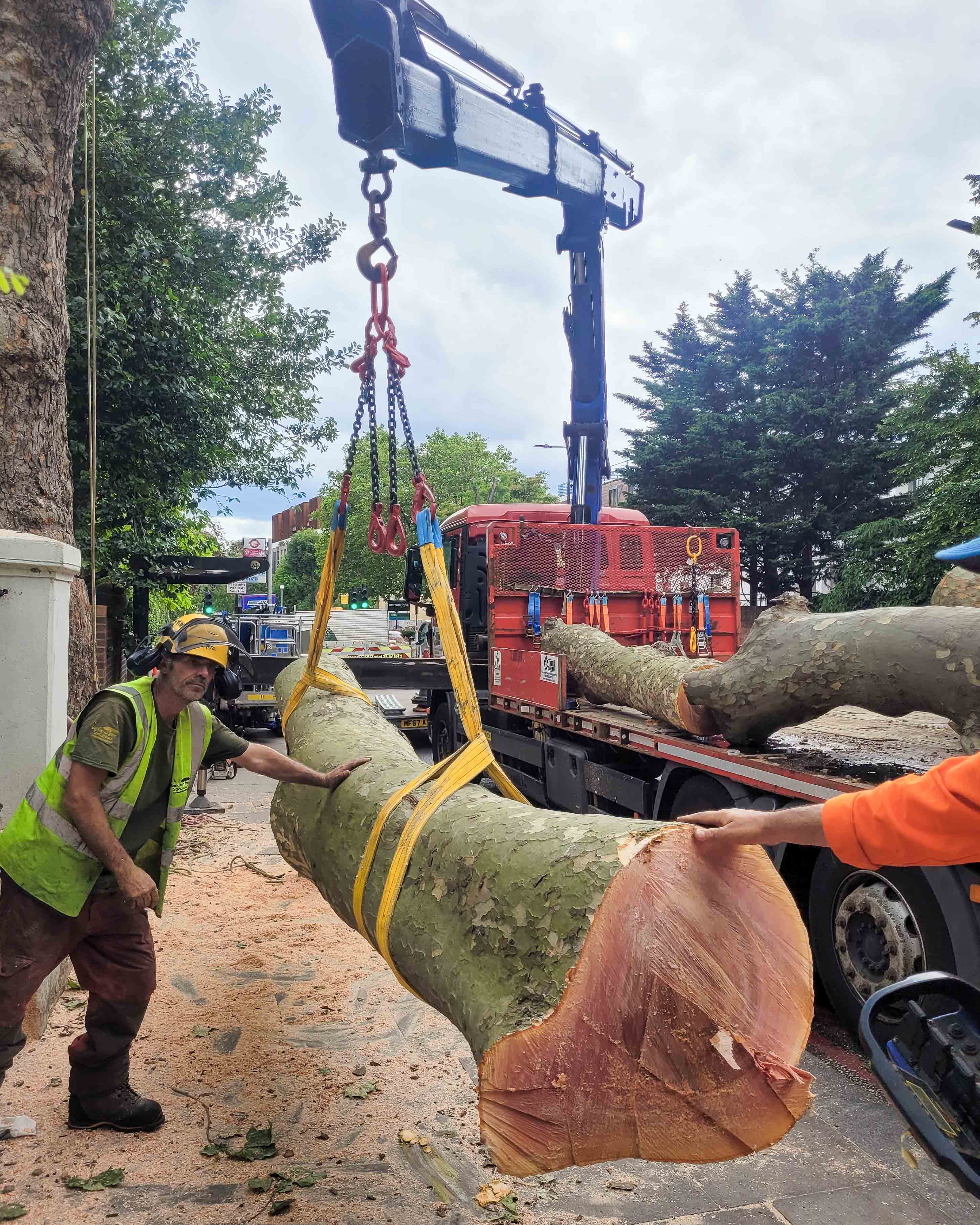 Fallen & Felled | Felled London Plane Tree will be used to Make Furniture