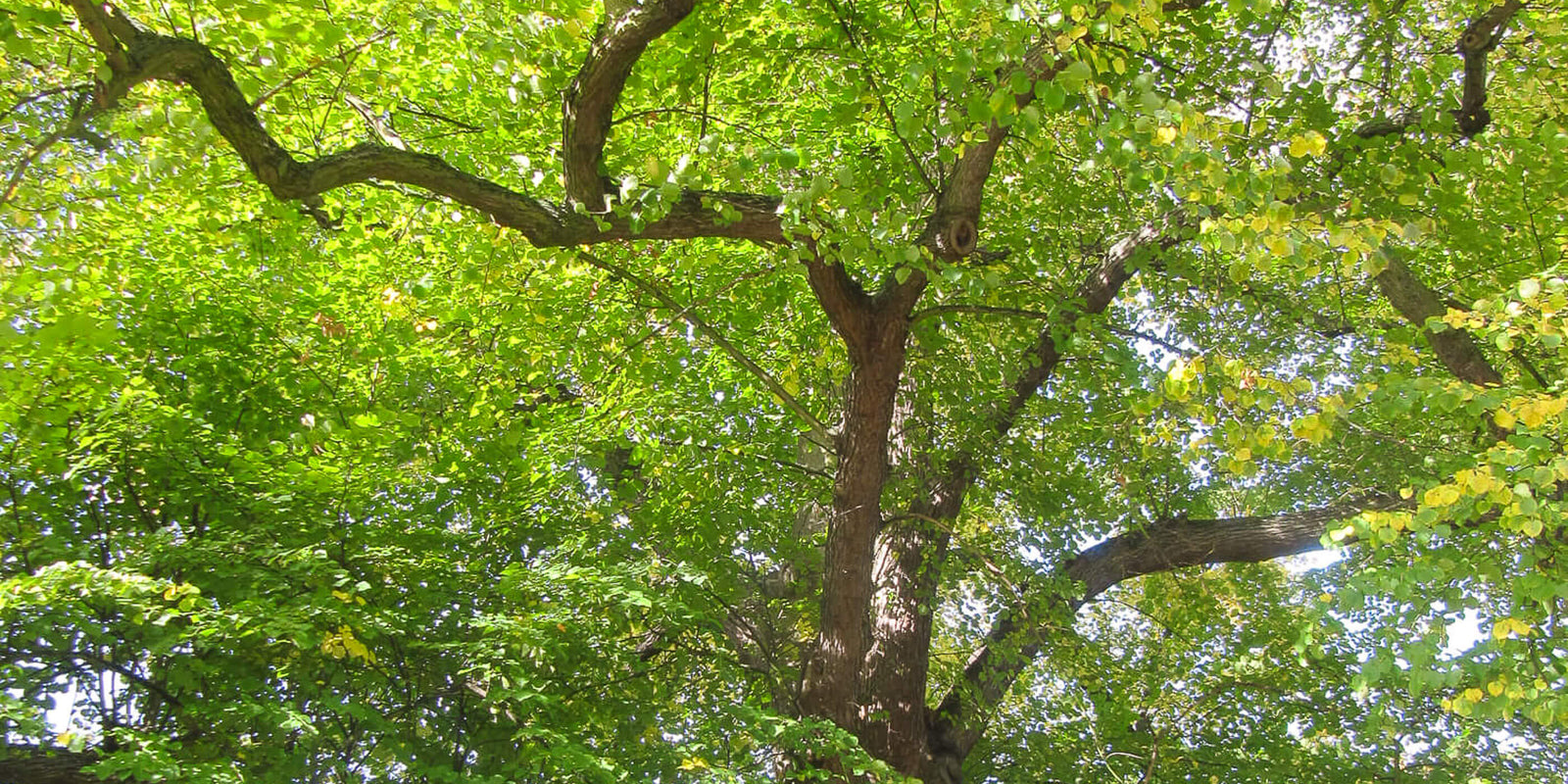 Lime Wood | Fallen and Felled London | English Hardwood Timber Merchant