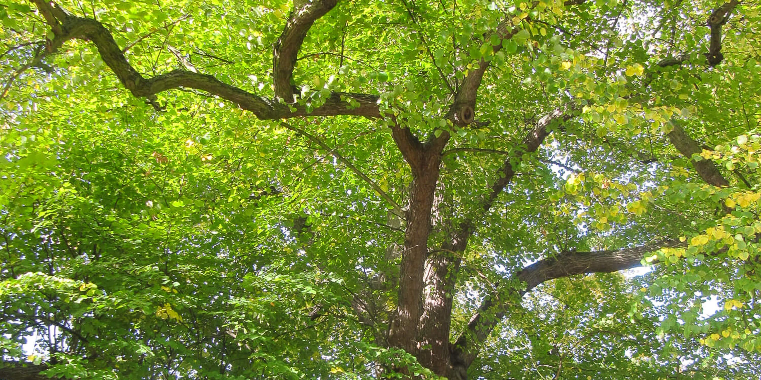 Lime Wood | Fallen and Felled London | English Hardwood Timber Merchant