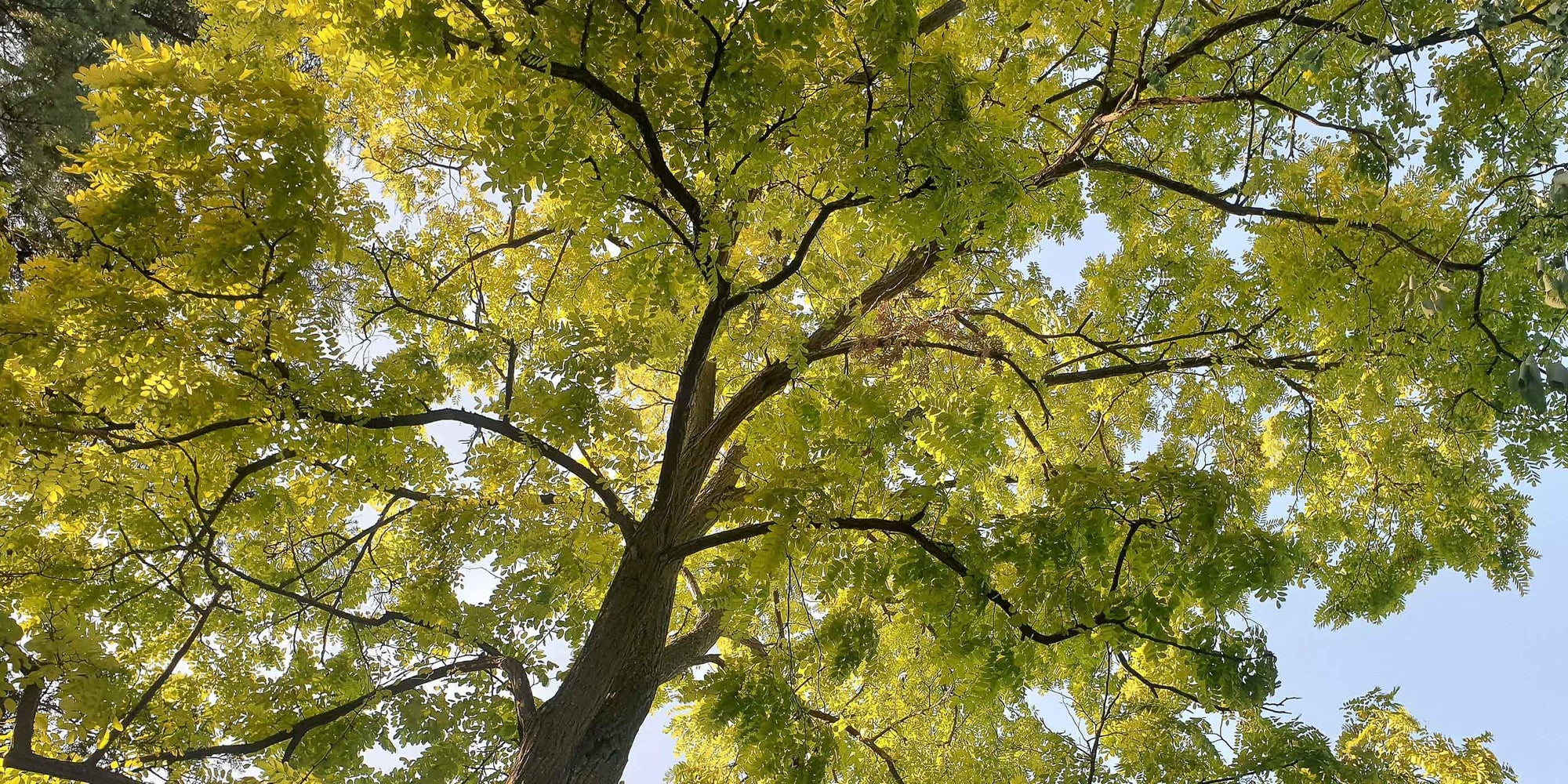 Robinia Wood | Fallen and Felled London | Eco English Timber Merchant