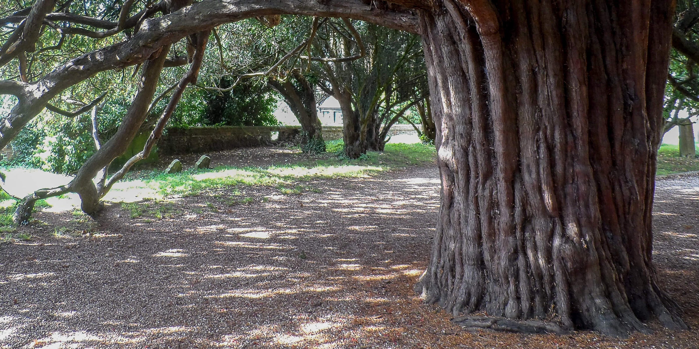 Yew Boards | Fallen and Felled London | Eco English Timber Merchant