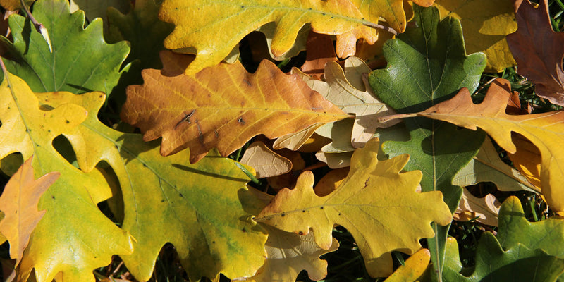 Oak Boards | Fallen and Felled London | Eco English Timber Merchant