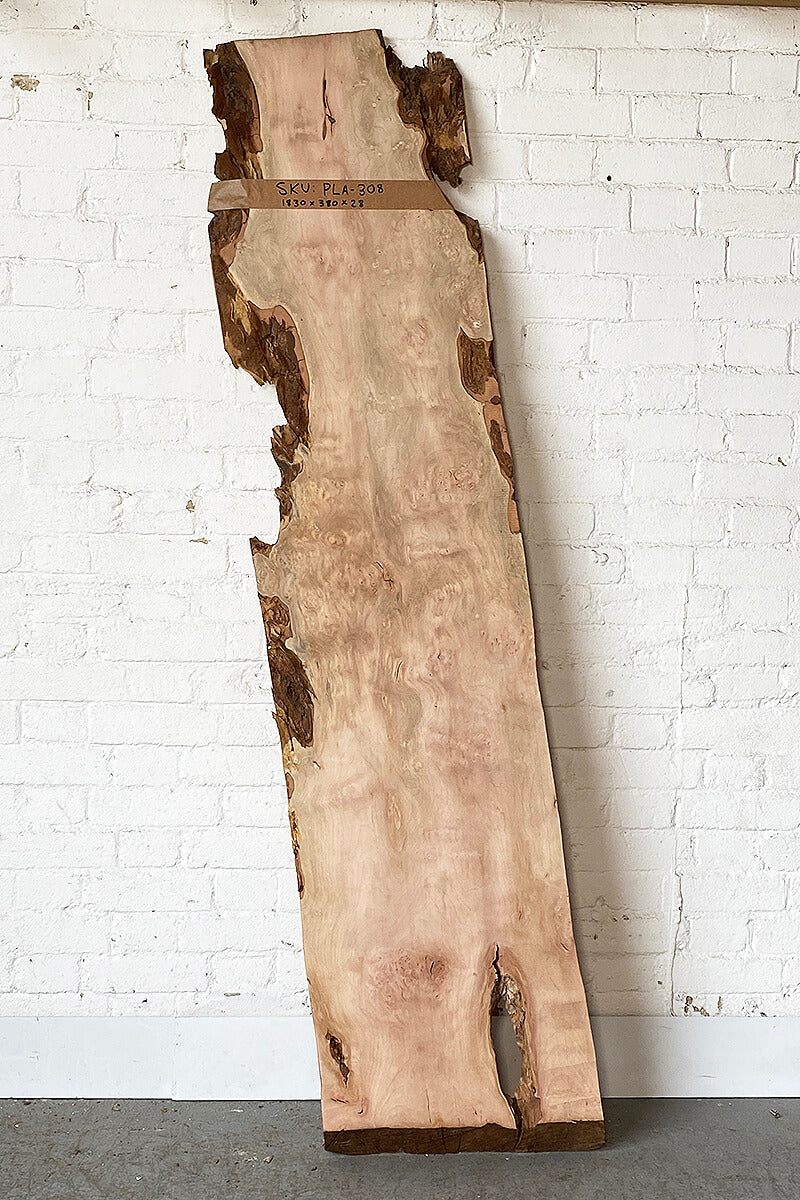 London Plane - Burr Board from Kensington Palace Gardens | Hard Wood