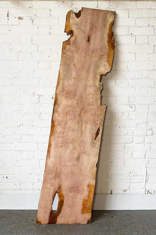 London Plane - Burr Board from Kensington Palace Gardens | Hard Wood