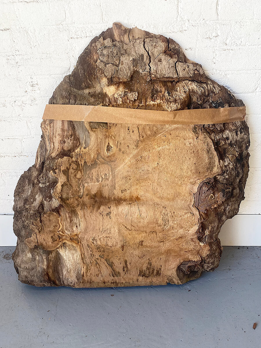 London Plane Live Edge Slab from Camden | Thick and Chunky Wood Board