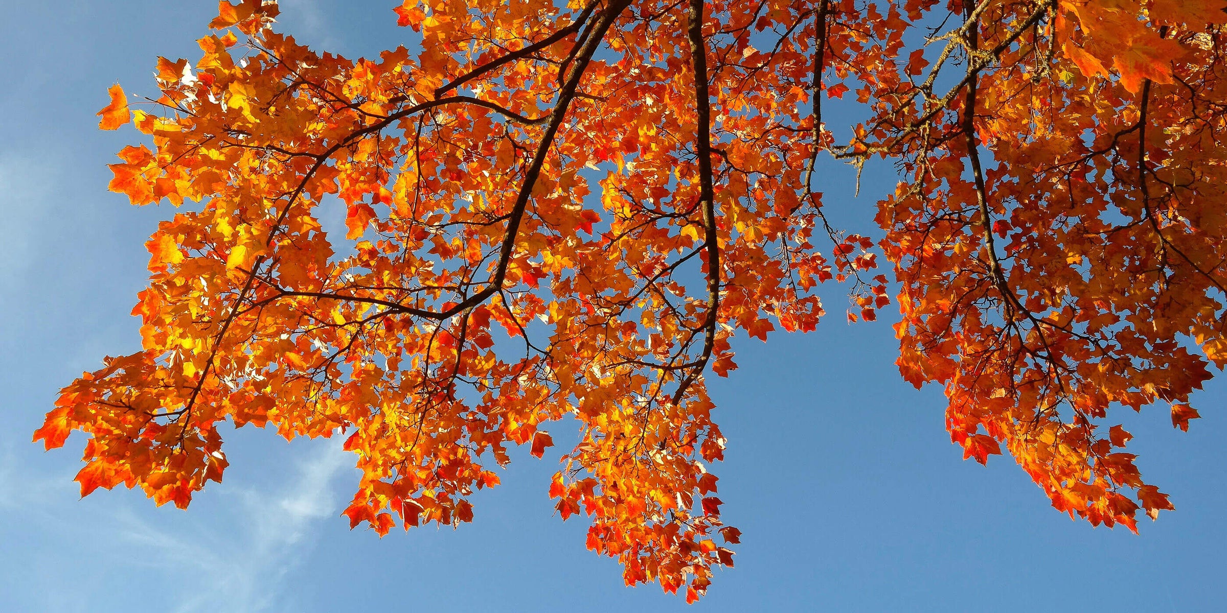 Maple Boards | Fallen and Felled London | Eco English Timber Merchant