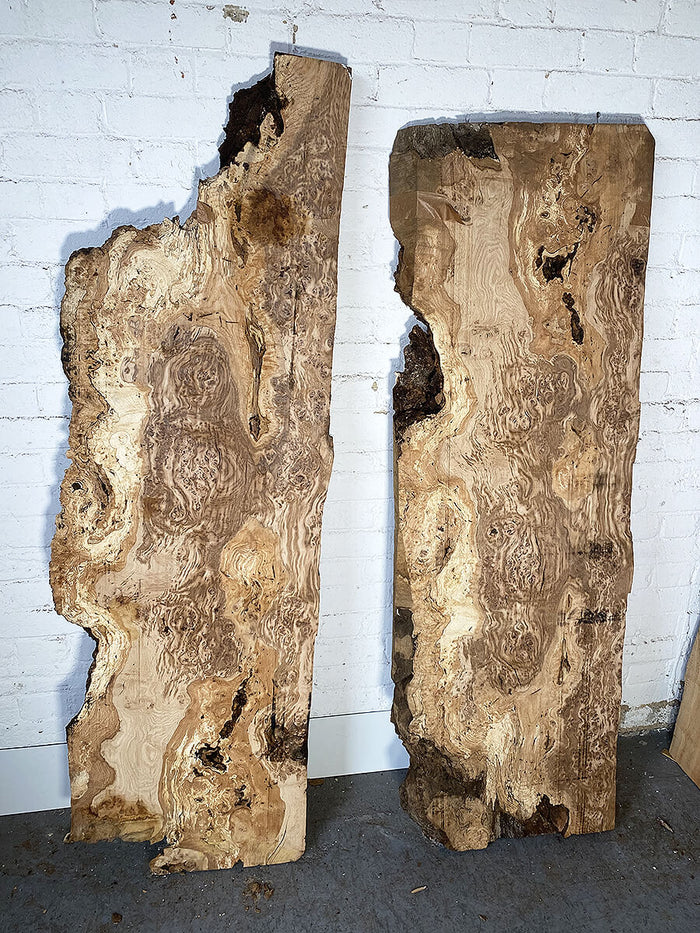 Oak - Burr Boards from HS2 | English Oak Wood Timber Hardwood