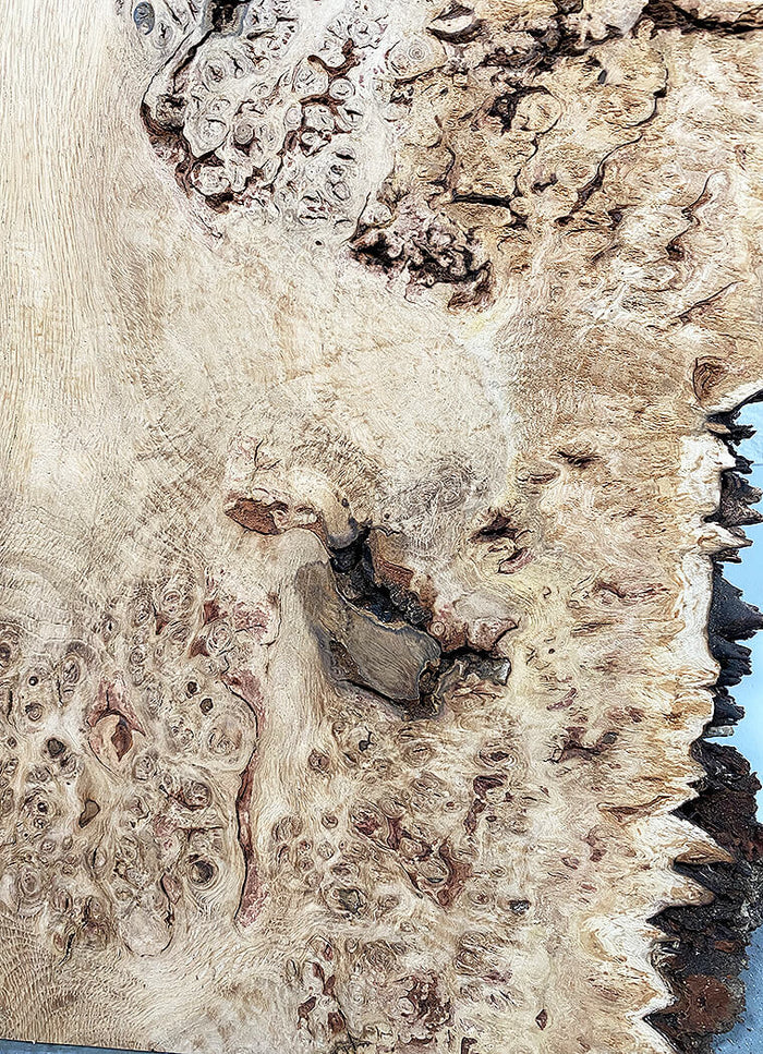 Oak - Pippy Burr Boards from Totteridge, Barnet | English Oak Wood